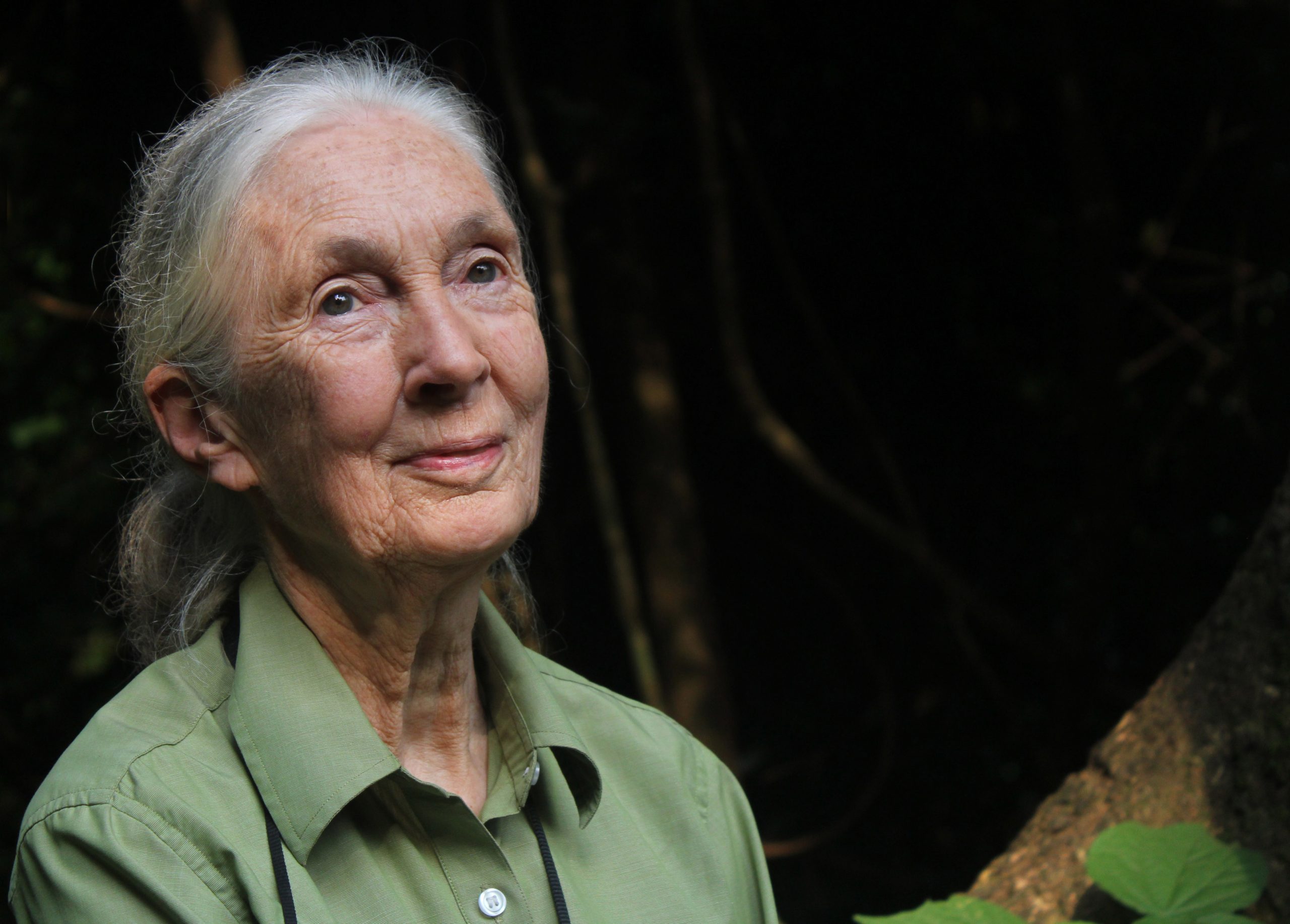Jane Goodall Biografie: Activita pentru drepturile animalelor - ivip